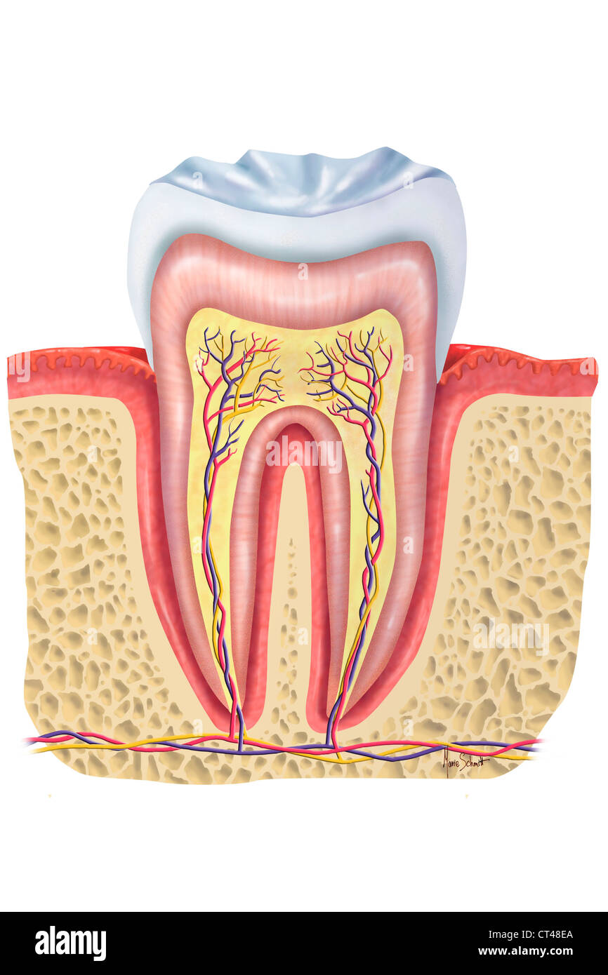Tooth pulps hi-res stock photography and images - Alamy