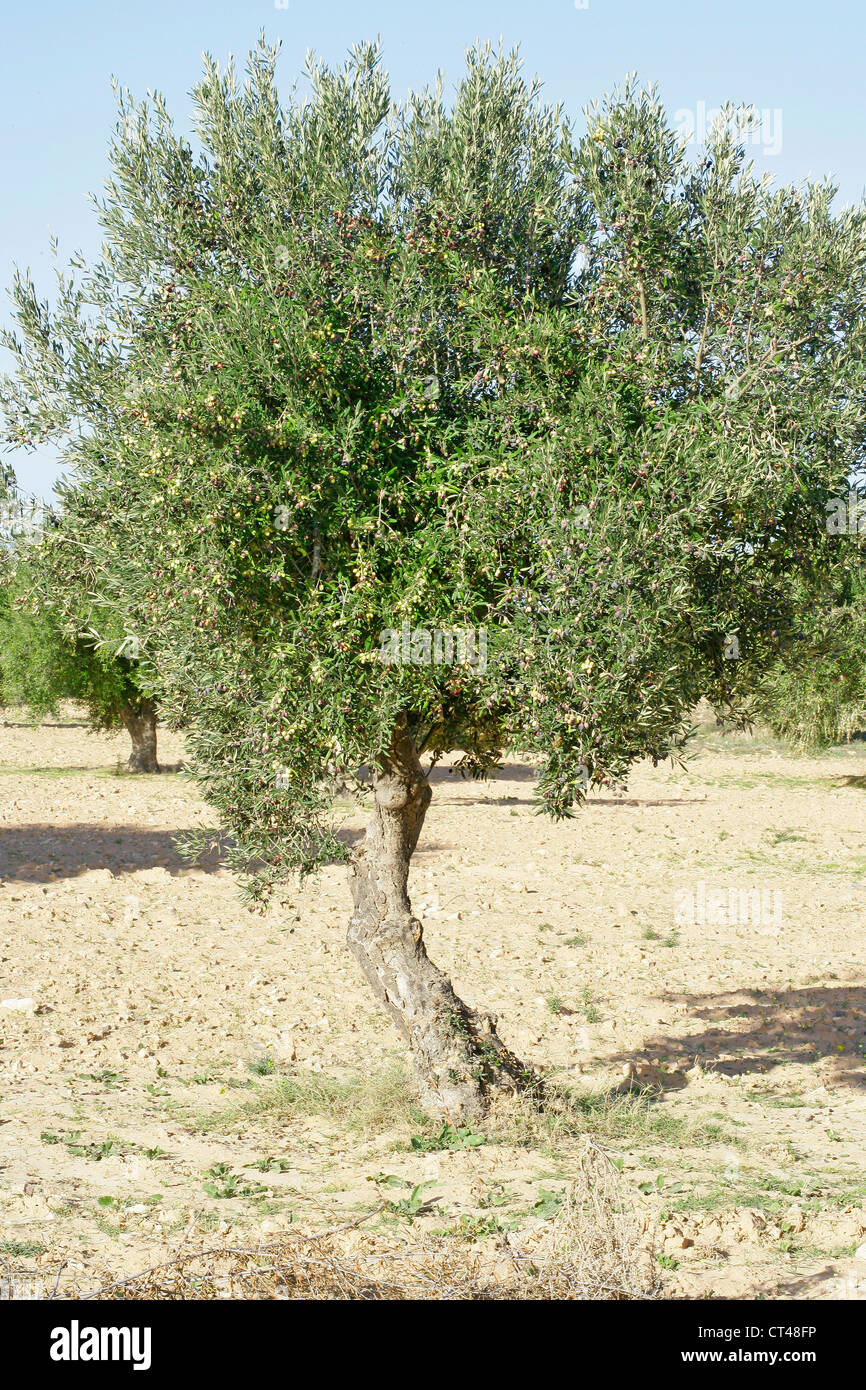 Oliver grove hi-res stock photography and images - Alamy