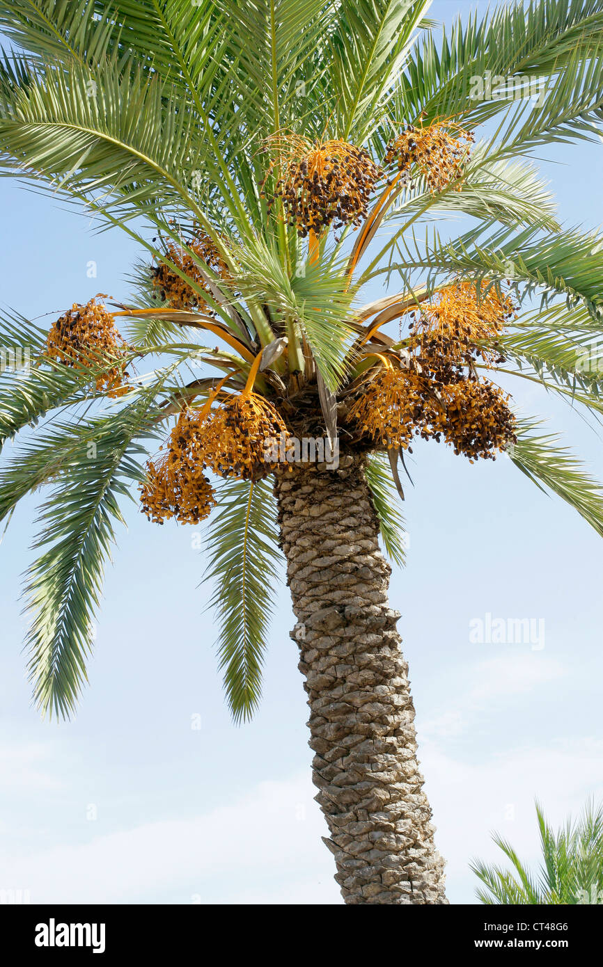 Date palm phoenix sp hi-res stock photography and images - Alamy