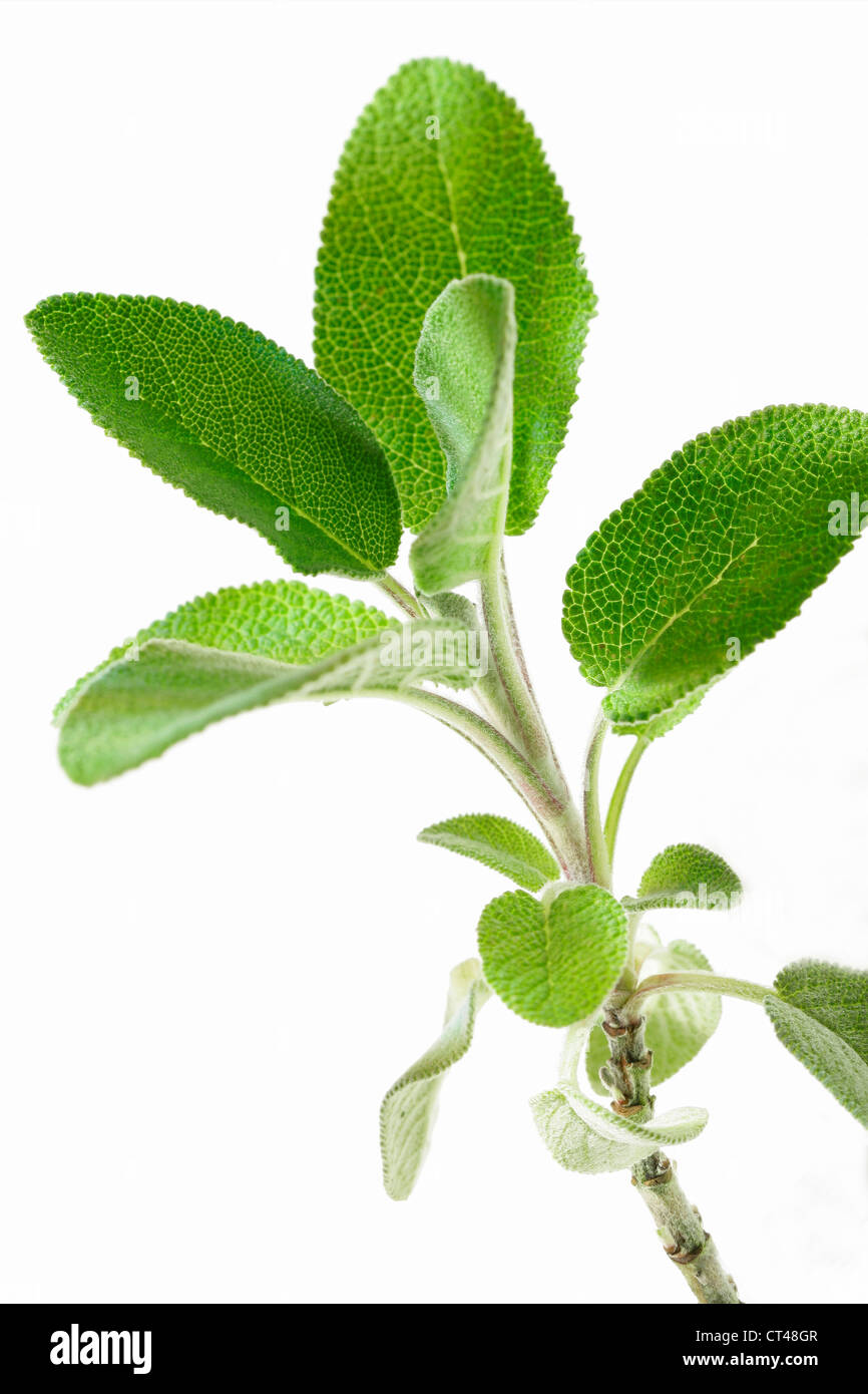 Sage salvia sp hi-res stock photography and images - Alamy