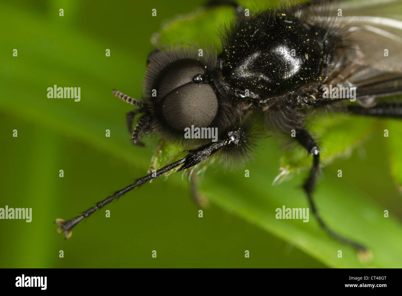close-up of the head of a St Mark's Fly (Bibio marci Stock Photo - Alamy