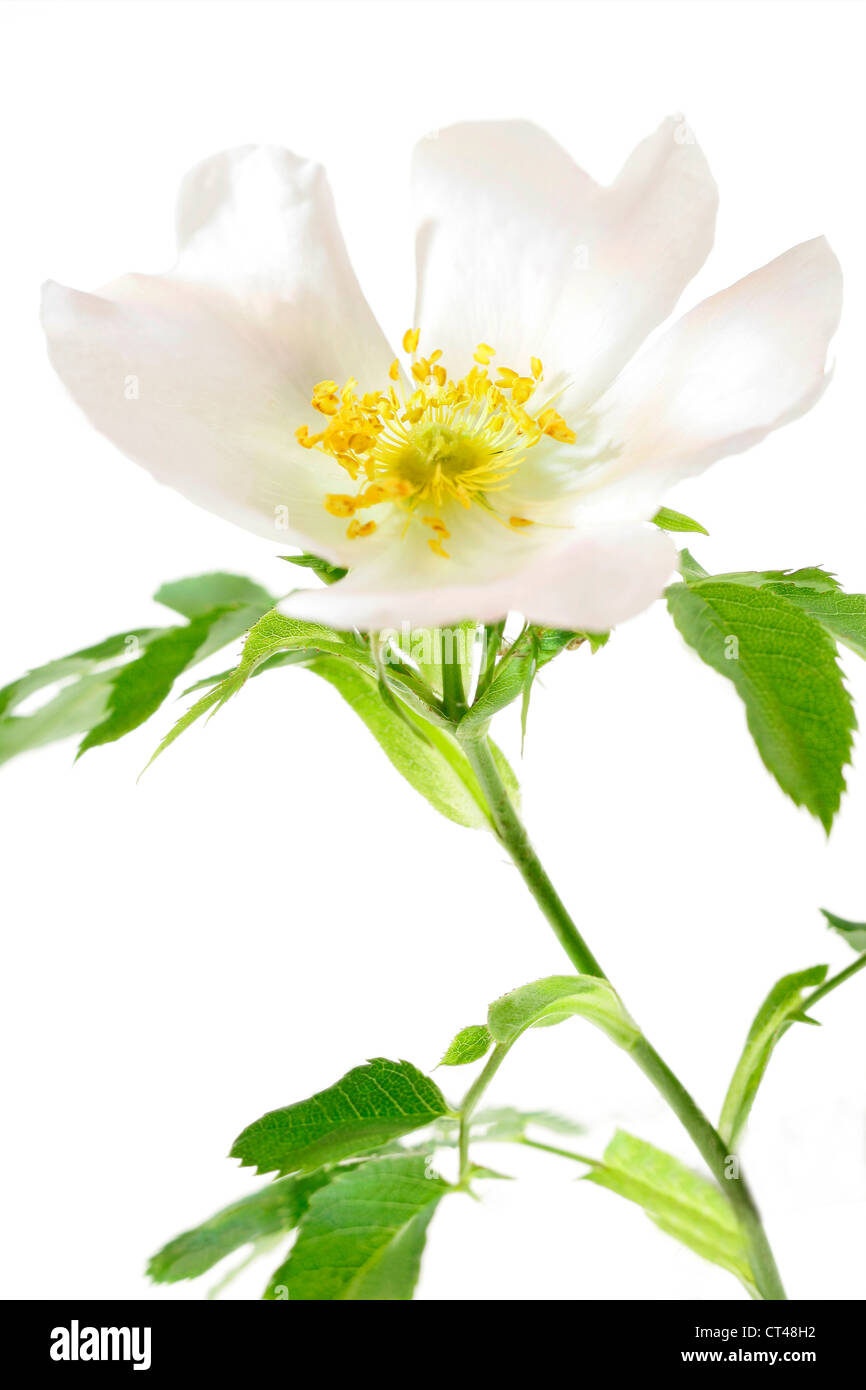 Common Dog Rose High Resolution Stock Photography and Images - Alamy