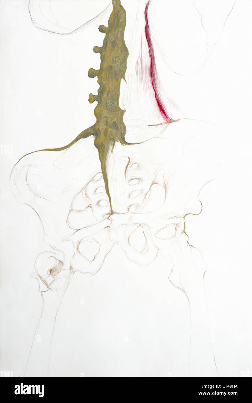 Interpubic disc hi-res stock photography and images - Alamy