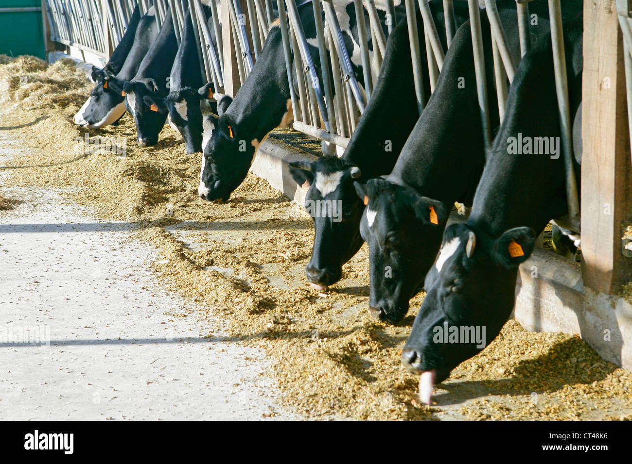 Factory farmed cow hi-res stock photography and images - Alamy
