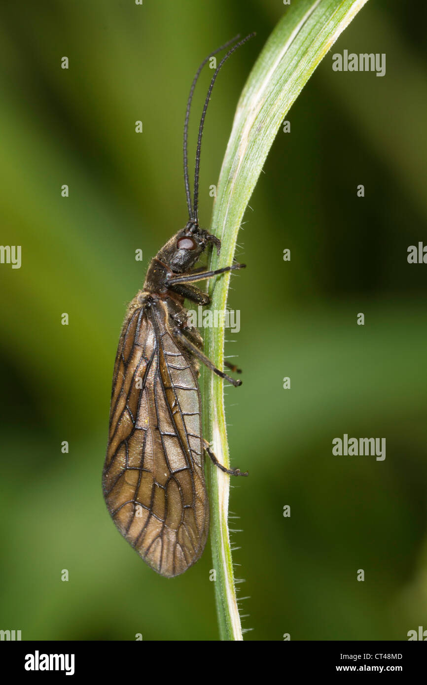 Alderfly hi-res stock photography and images - Alamy