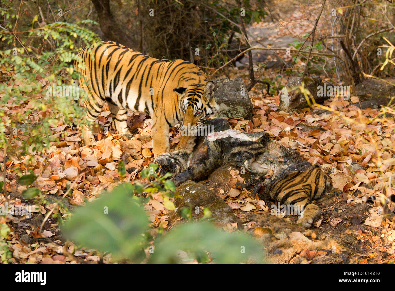 Dead tiger hi-res stock photography and images - Alamy