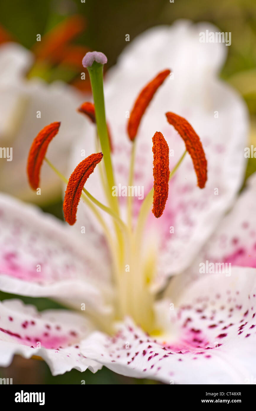 Lilly garden flower Amlwch Anglesey North Wales Uk Stock Photo - Alamy