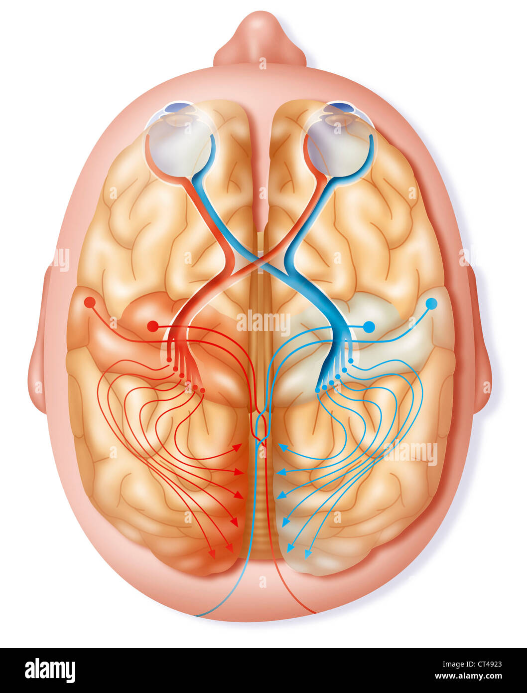 Striate areas hi-res stock photography and images - Alamy