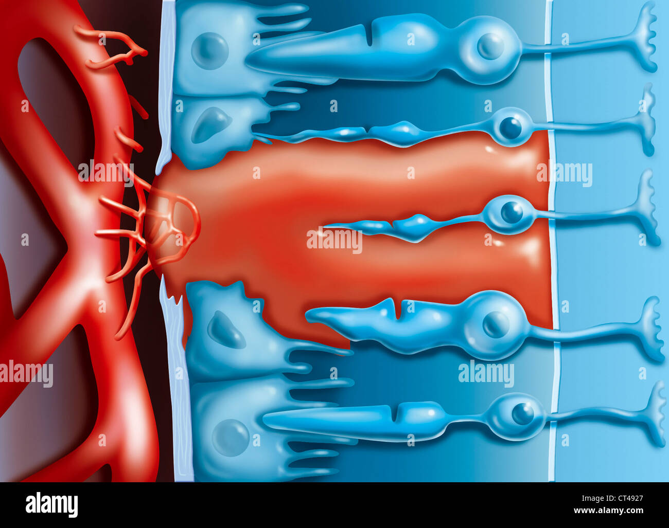 Neovessels hi-res stock photography and images - Alamy