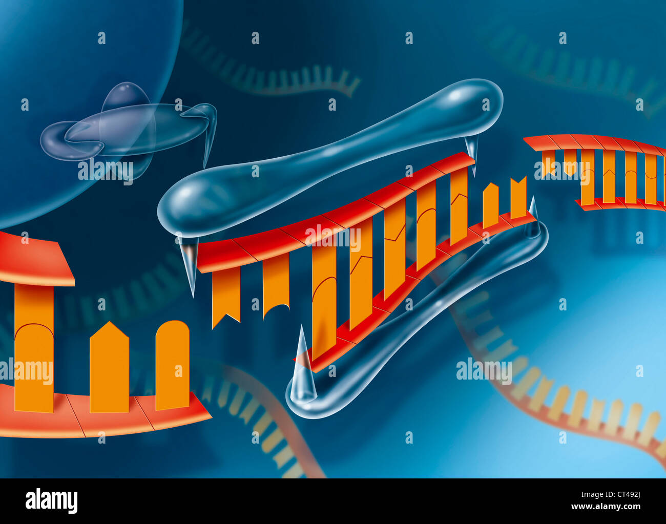 Rna Interference Stock Photos & Rna Interference Stock Images - Alamy