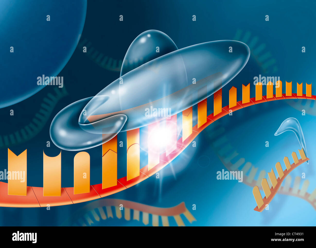 Interfering rna hi-res stock photography and images - Alamy