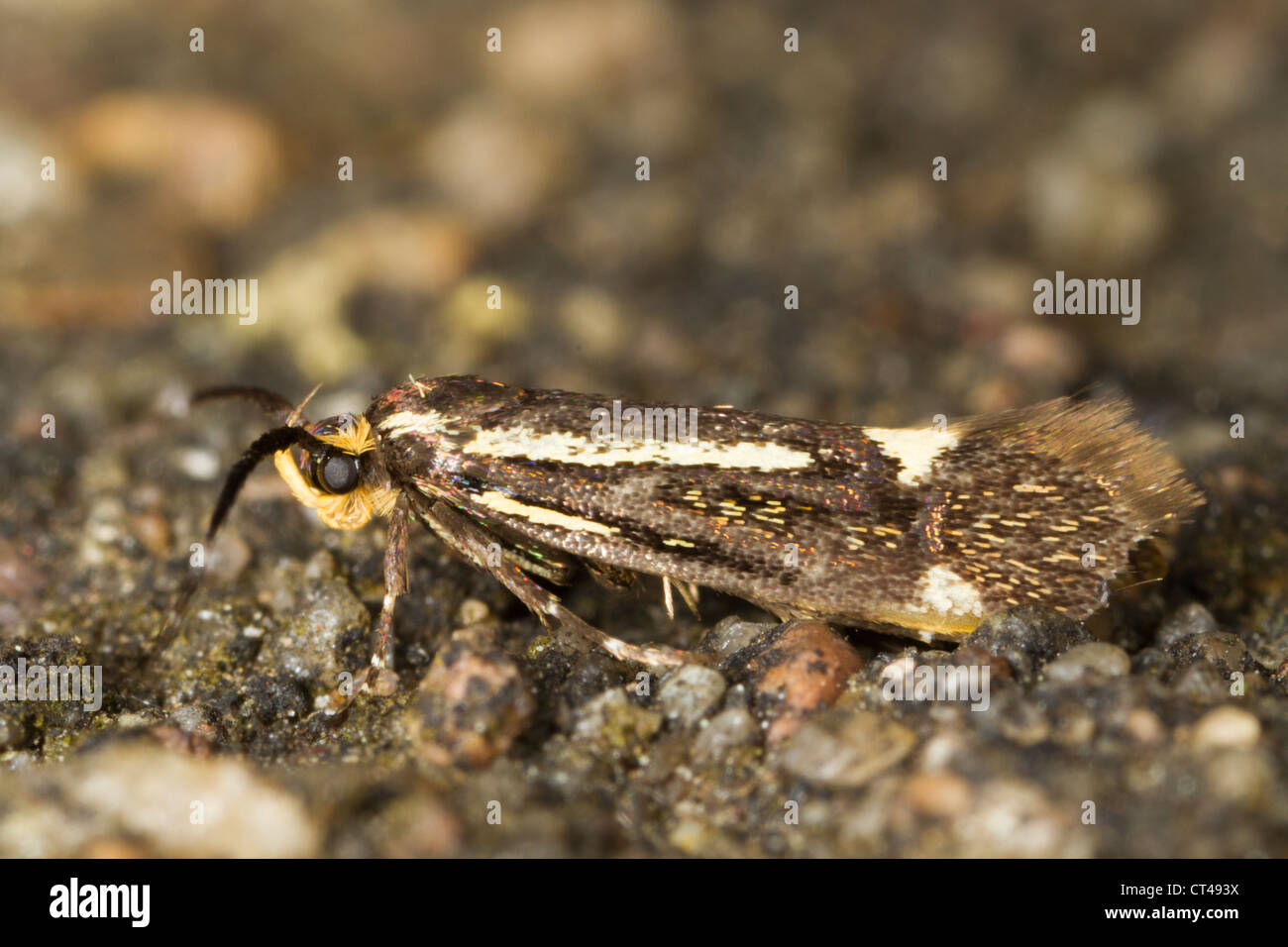 Esperia hi-res stock photography and images - Alamy