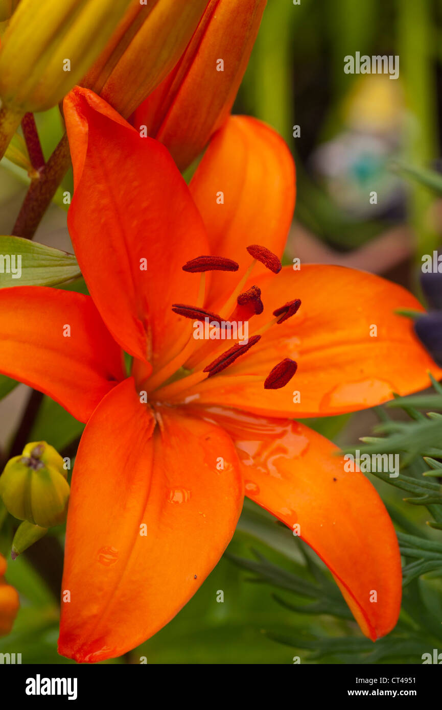 Lilly garden hi-res stock photography and images - Alamy