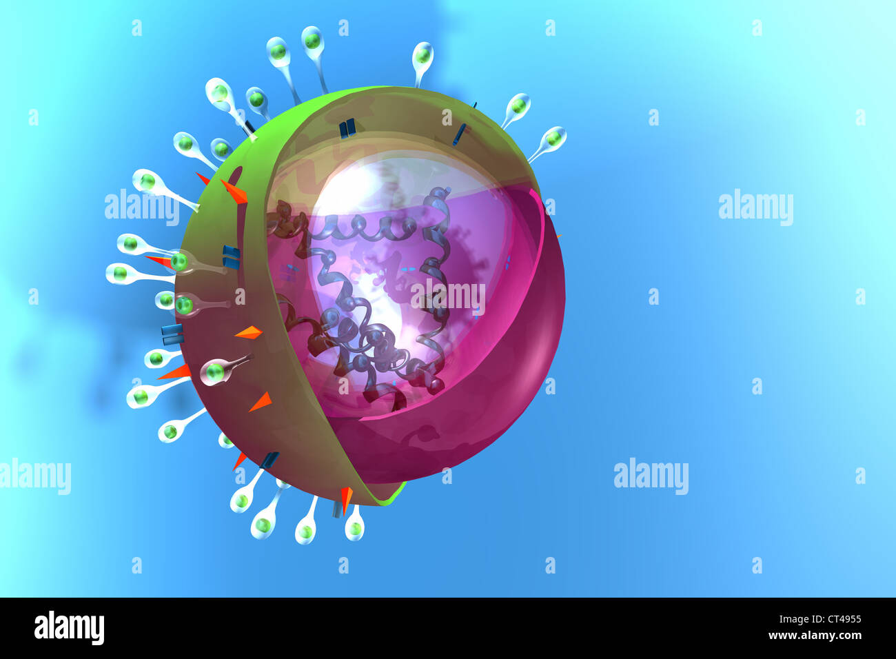 H5 virus hi-res stock photography and images - Alamy