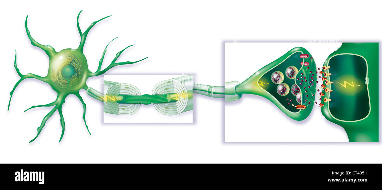 Nerve impulse hi-res stock photography and images - Alamy