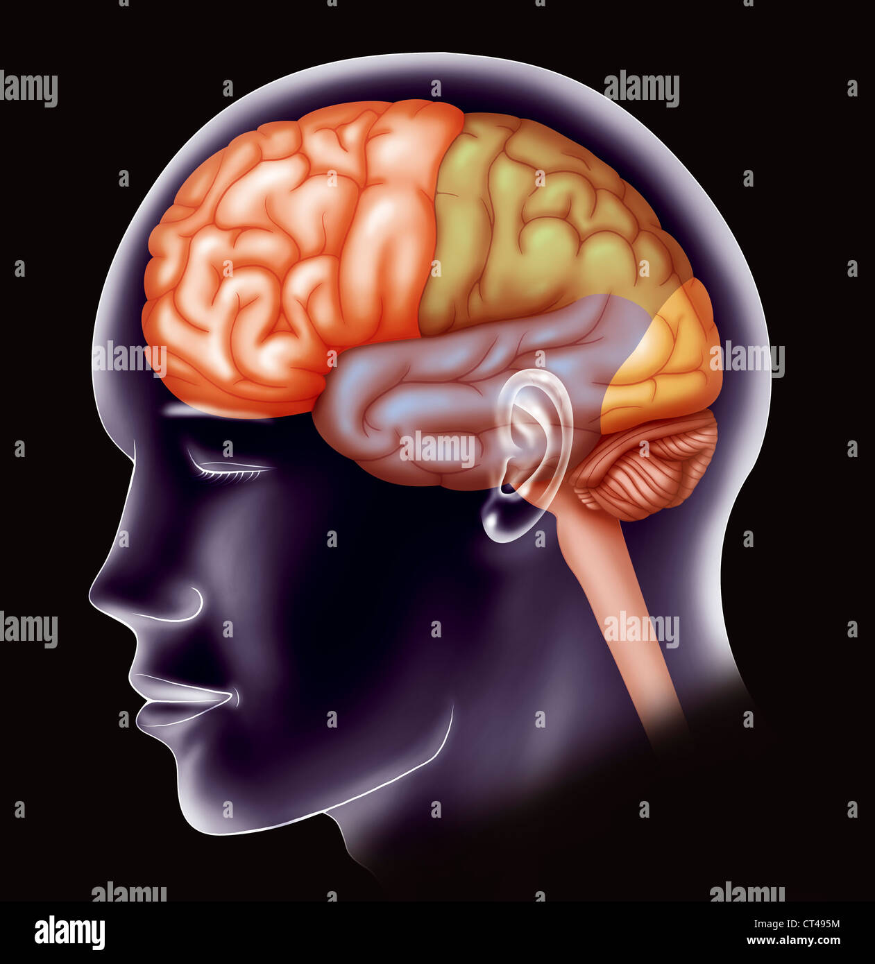 Frontal Lobe High Resolution Stock Photography and Images - Alamy