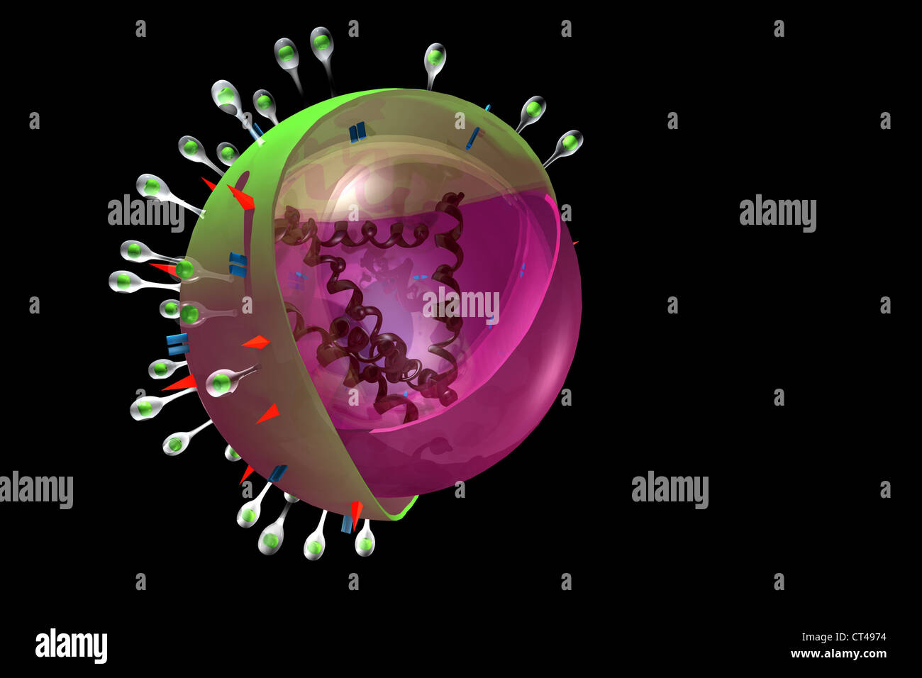 H5 virus hi-res stock photography and images - Alamy