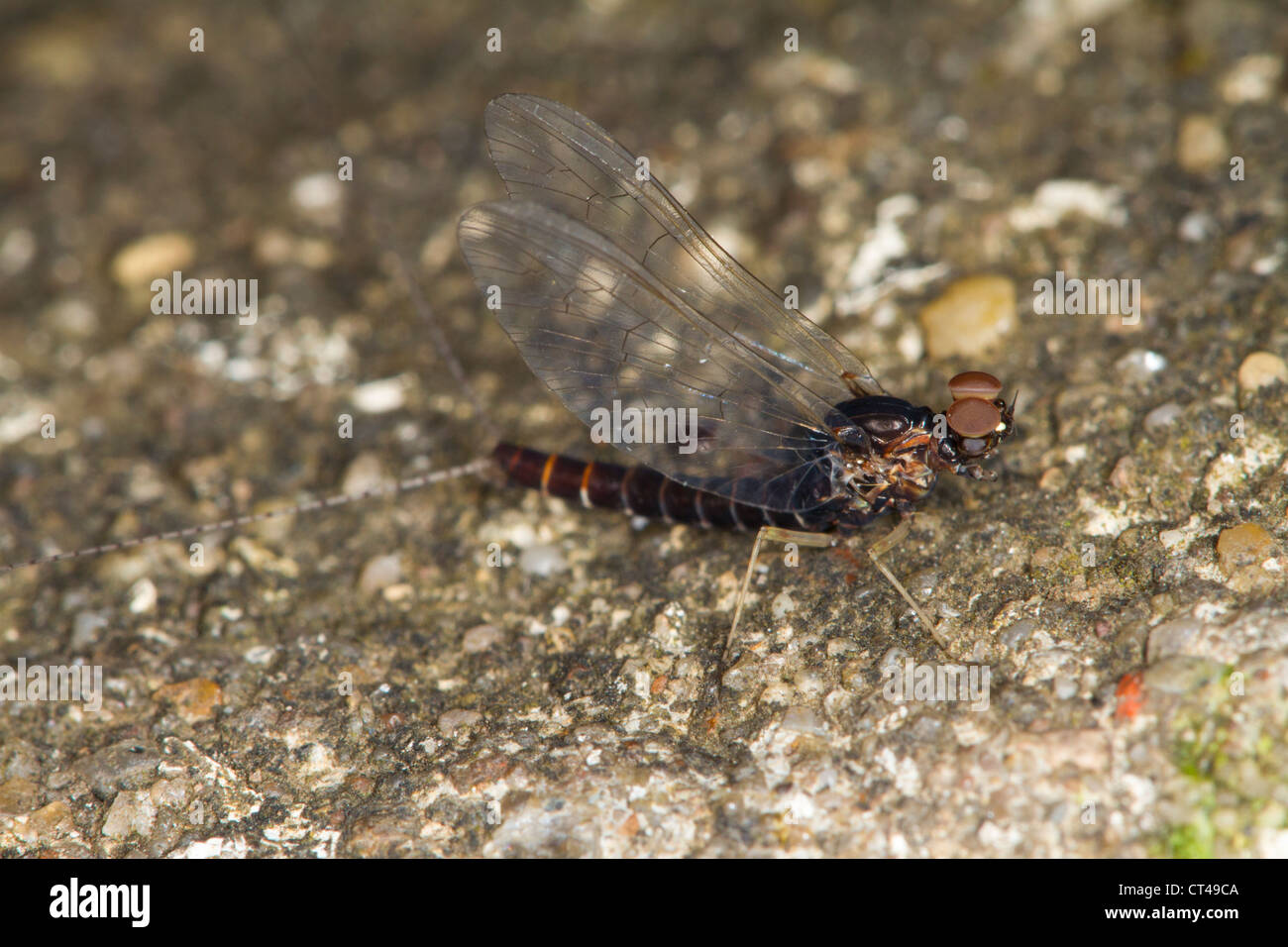 Mayfly (Centroptilum luteolum) resting on a stone Stock Photo - Alamy