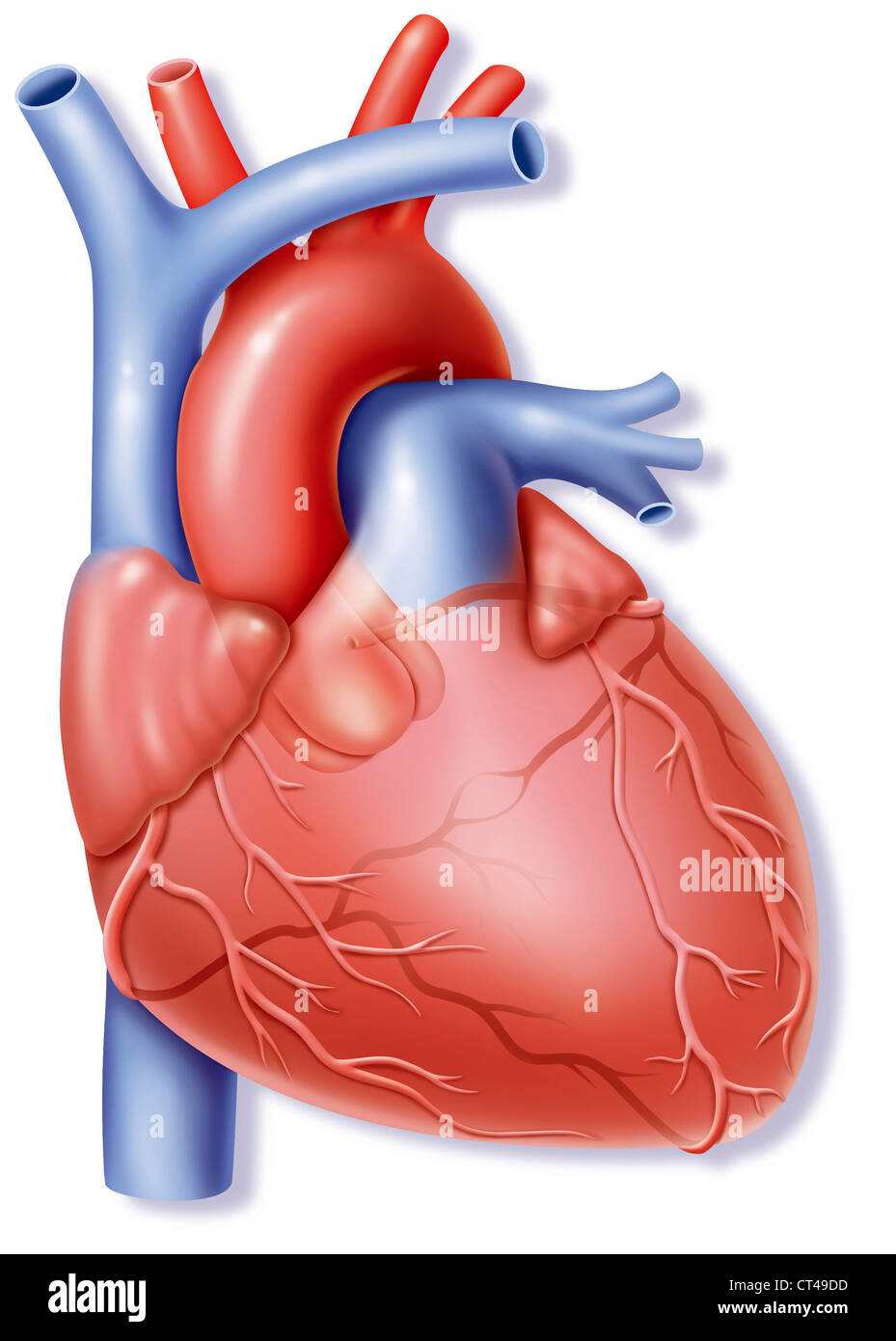 Arteria pulmonalis hi-res stock photography and images - Alamy