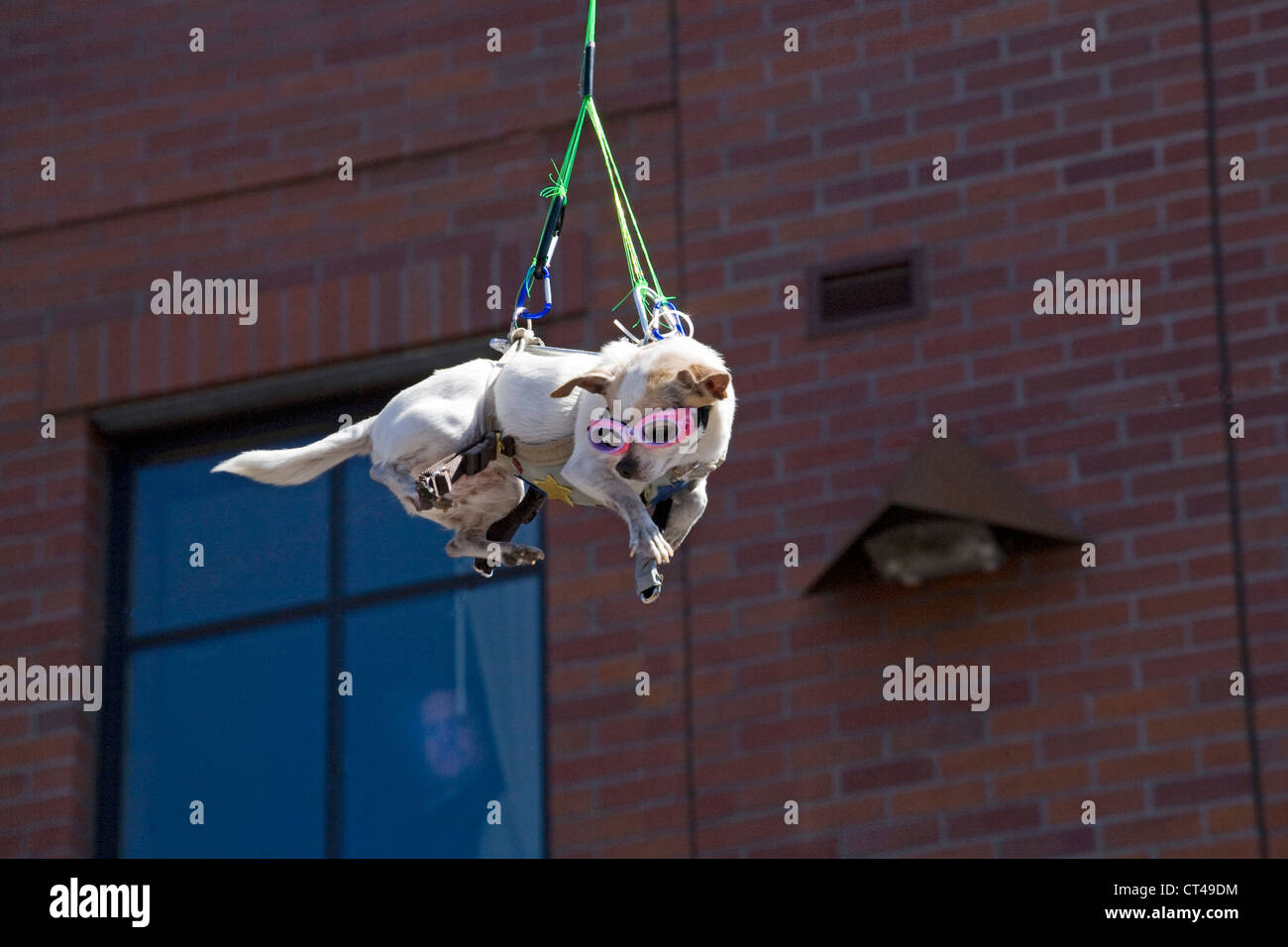 Dog parade hi-res stock photography and images - Alamy