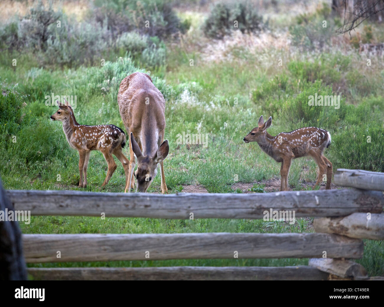 Mule deer fawn doe hi-res stock photography and images - Alamy
