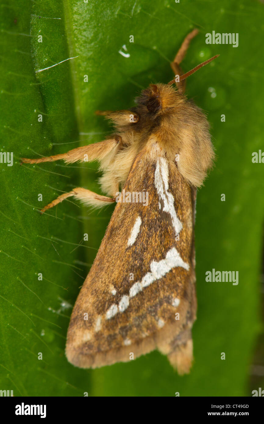 Common swift hi-res stock photography and images - Alamy