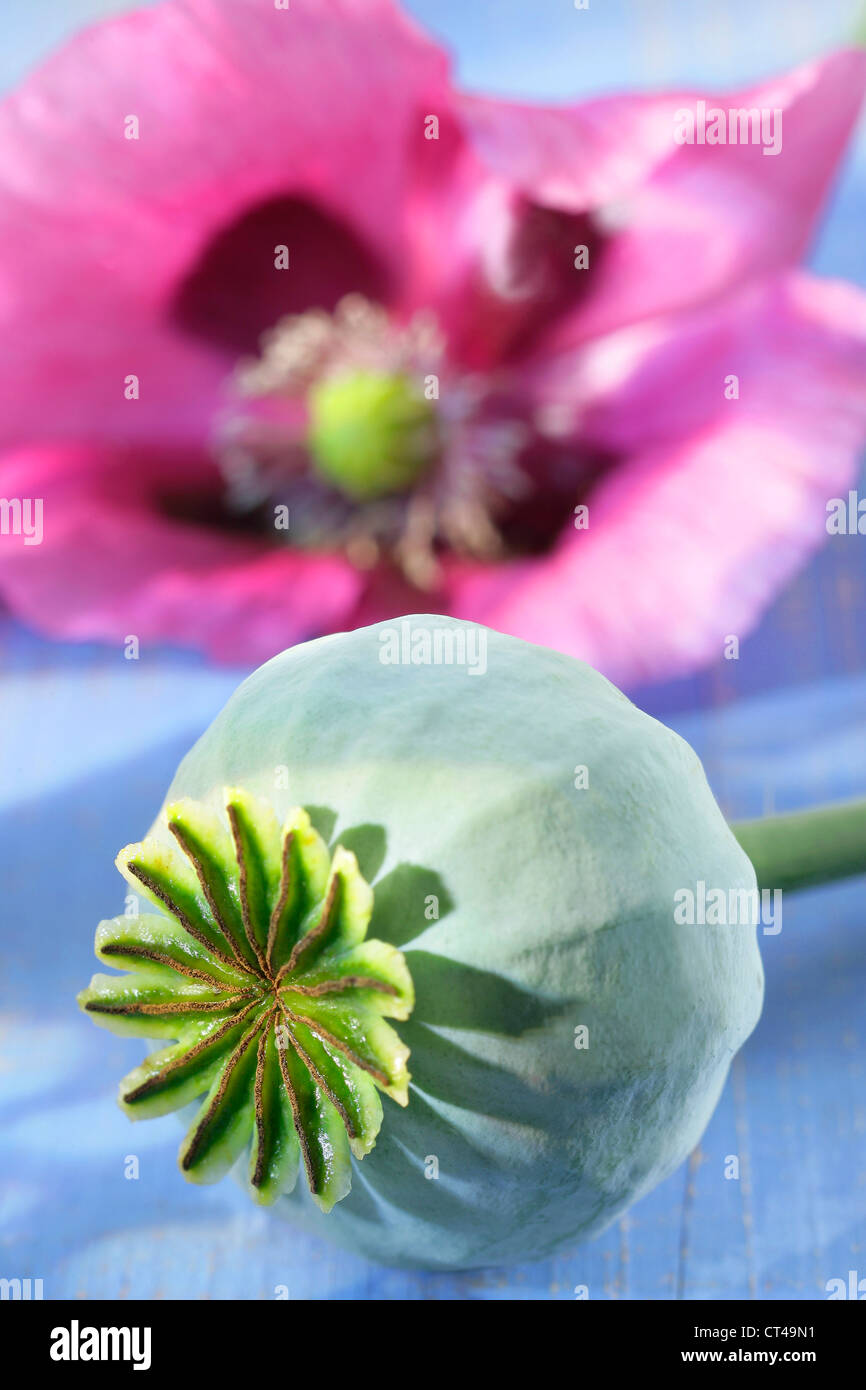 Poppy fruit hi-res stock photography and images - Alamy