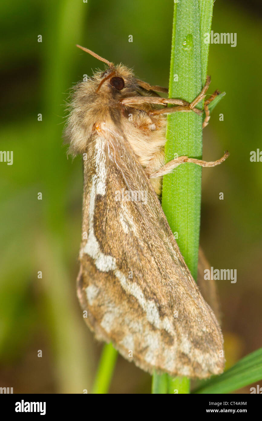 Common Swift (Hepialus lupulinus) moth Stock Photo - Alamy