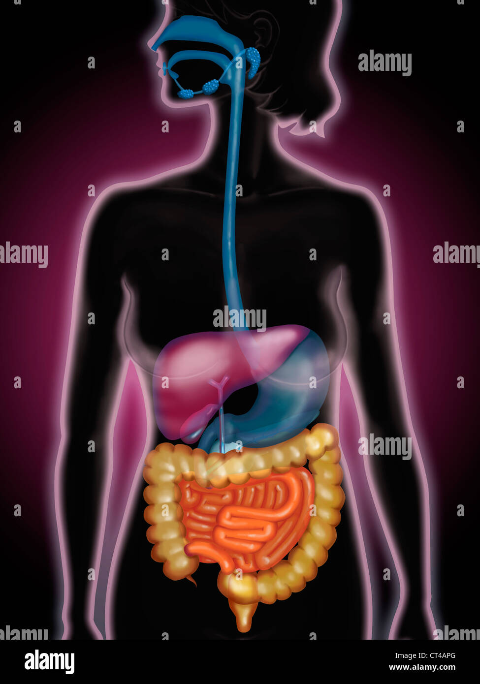 Gland canals hi-res stock photography and images - Alamy