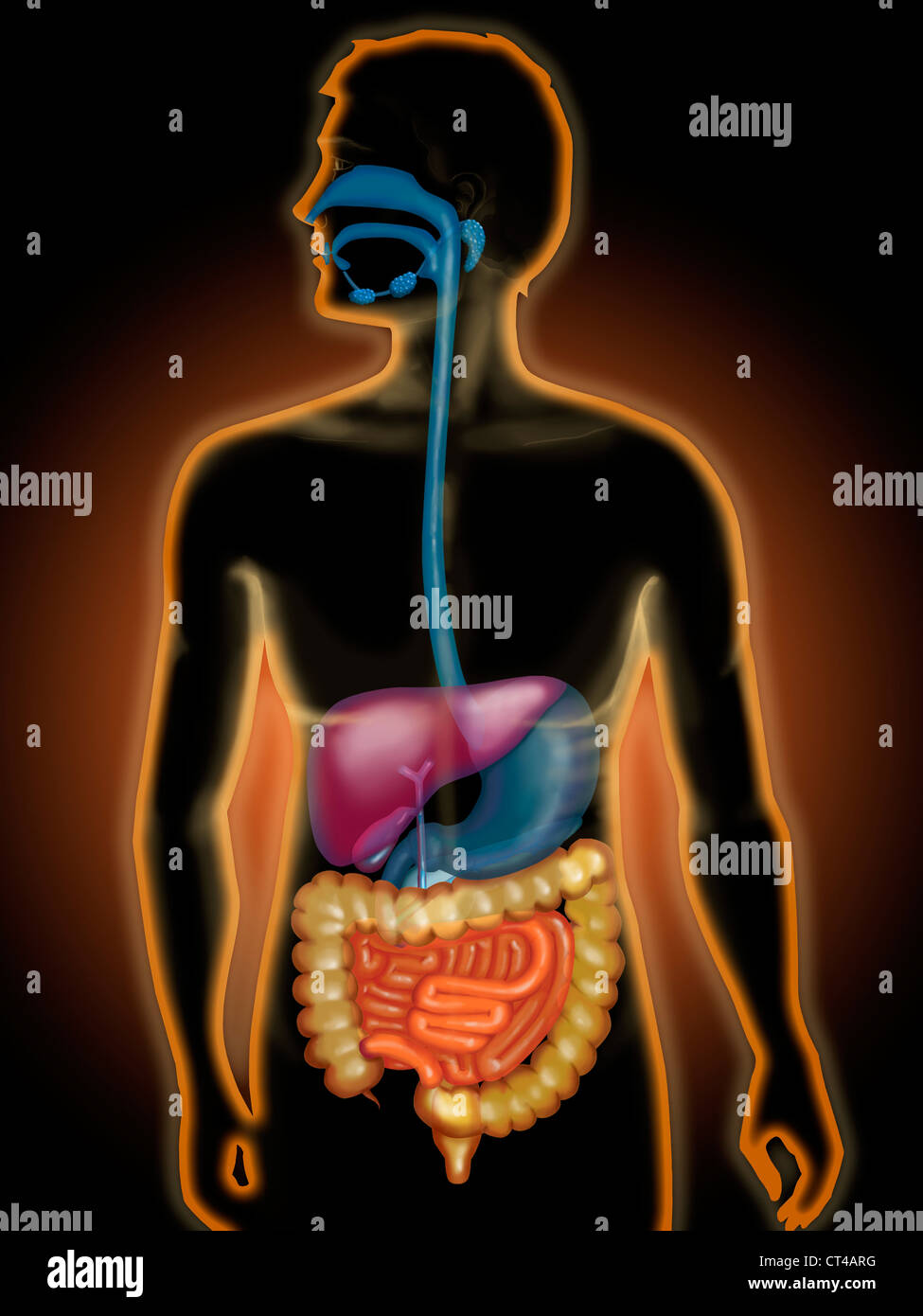 Submandibular duct hi-res stock photography and images - Alamy