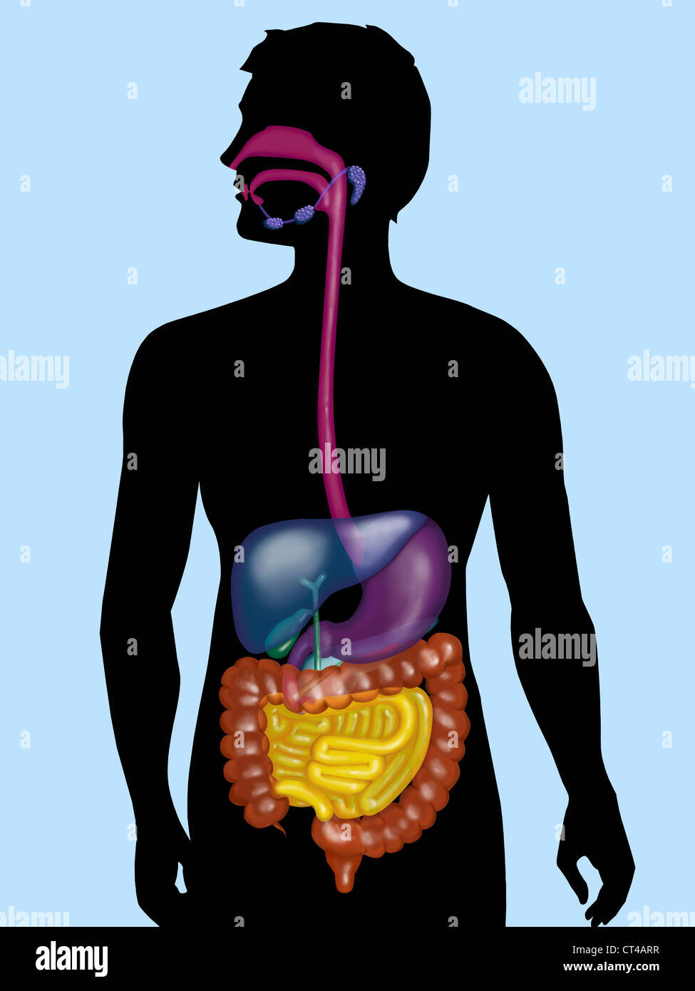 DIGESTIVE SYSTEM, ILLUSTRATION Stock Photo - Alamy