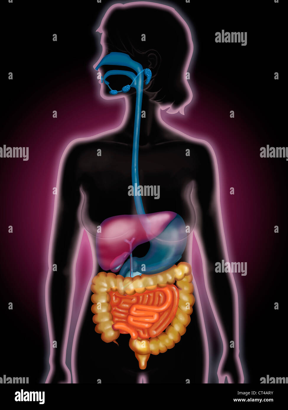 DIGESTIVE SYSTEM, ILLUSTRATION Stock Photo - Alamy