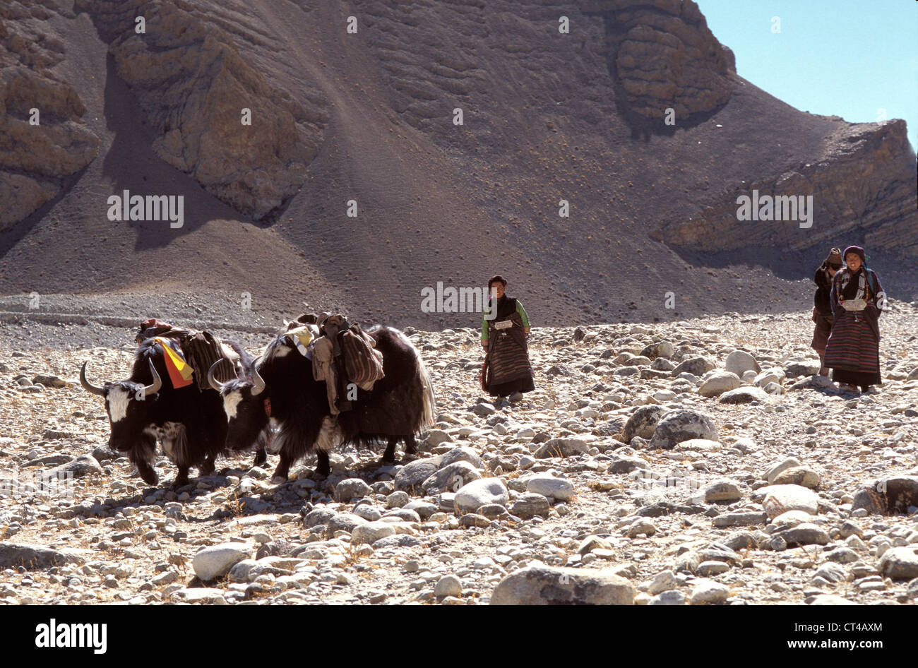 Tibetans with yaks hi-res stock photography and images - Alamy