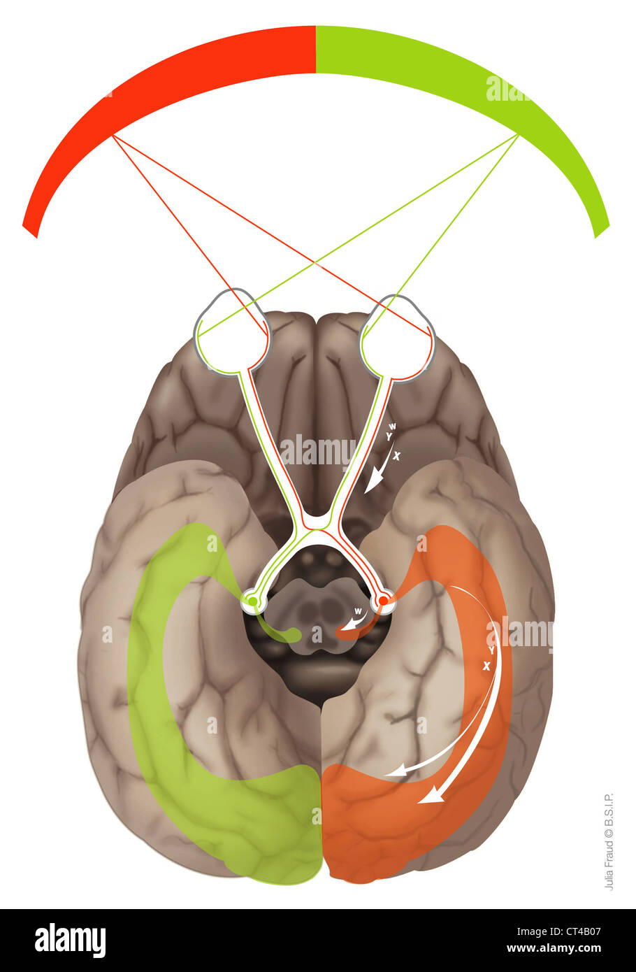 Lateral geniculate nucleus hi-res stock photography and images - Alamy