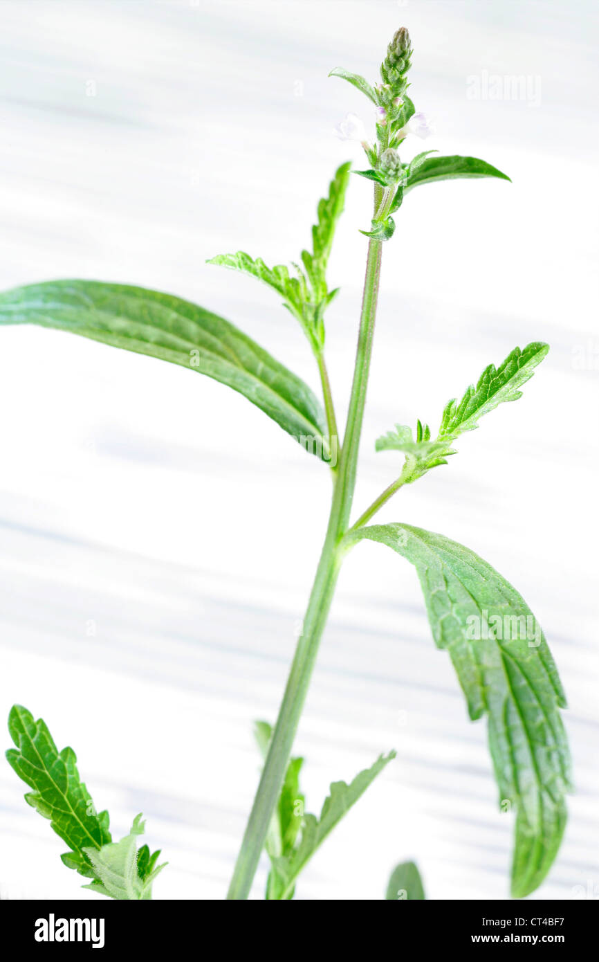 Common Vervain High Resolution Stock Photography and Images - Alamy