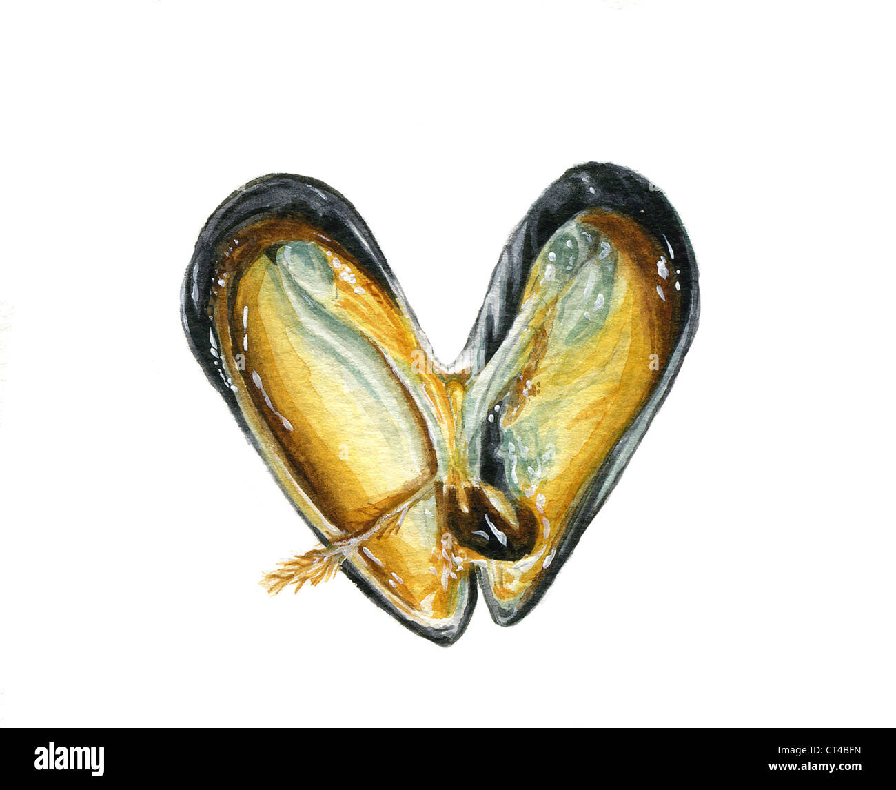 Single mussel hi-res stock photography and images - Alamy