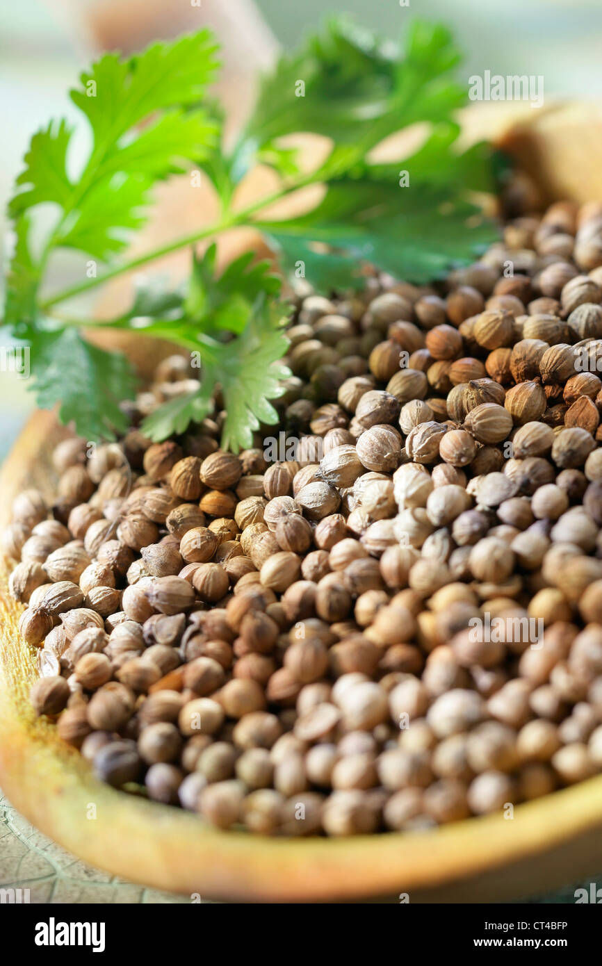 Coriander seed heads hi-res stock photography and images - Alamy