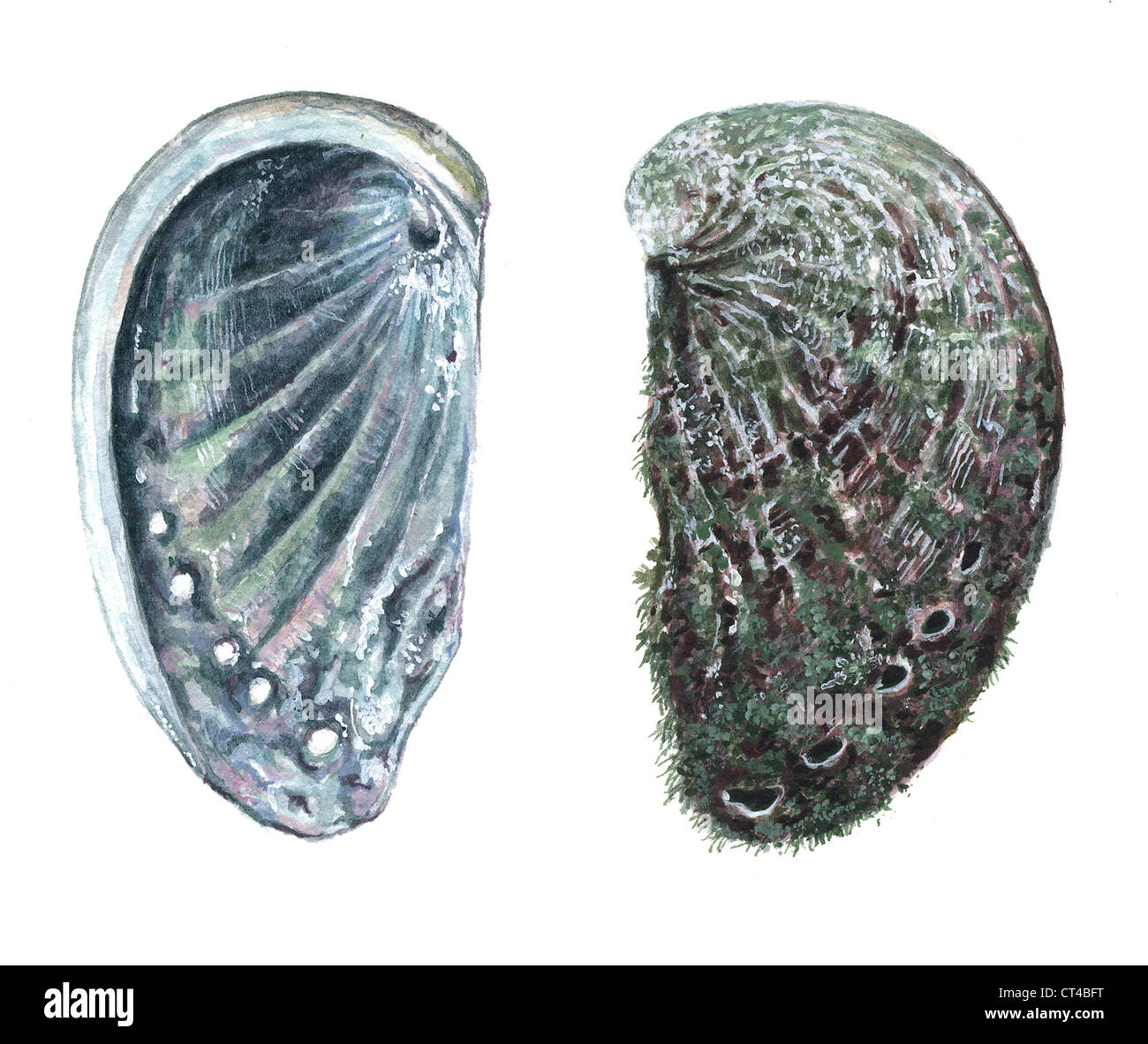 Haliotis sp hi-res stock photography and images - Alamy