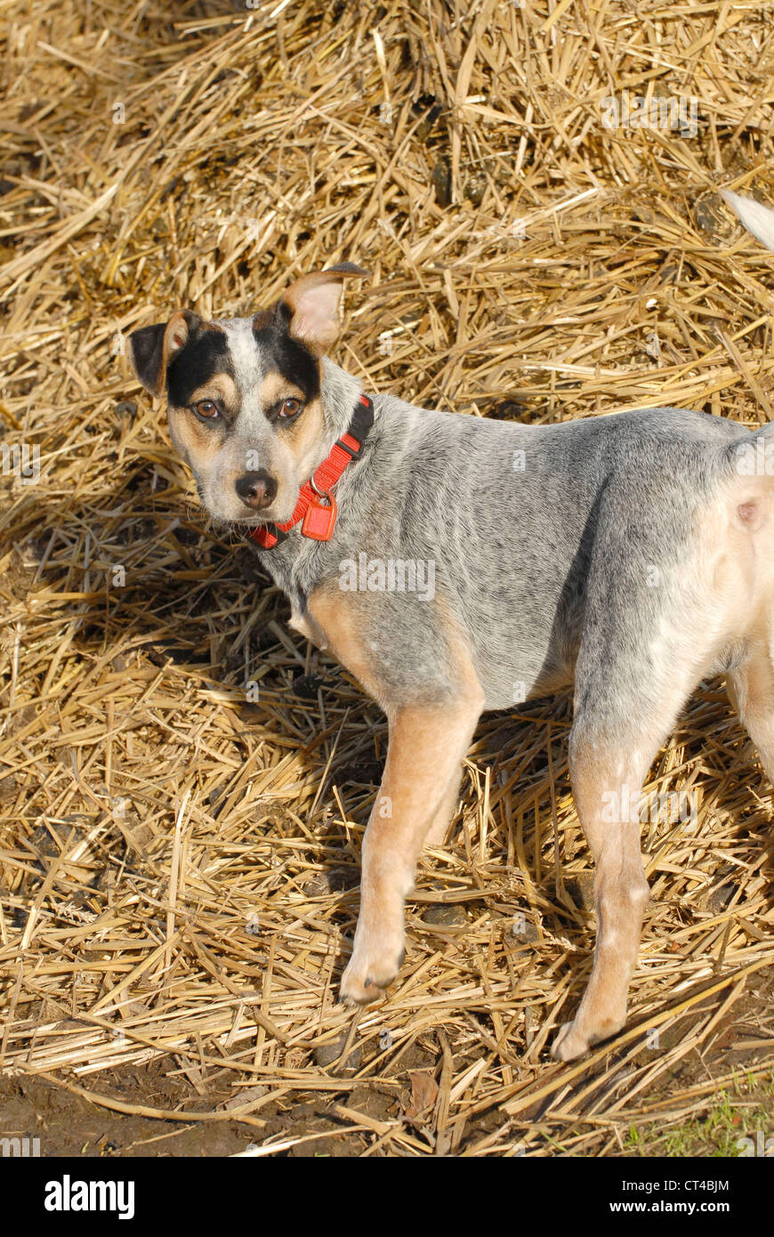 Wide collars hi-res stock photography and images - Alamy