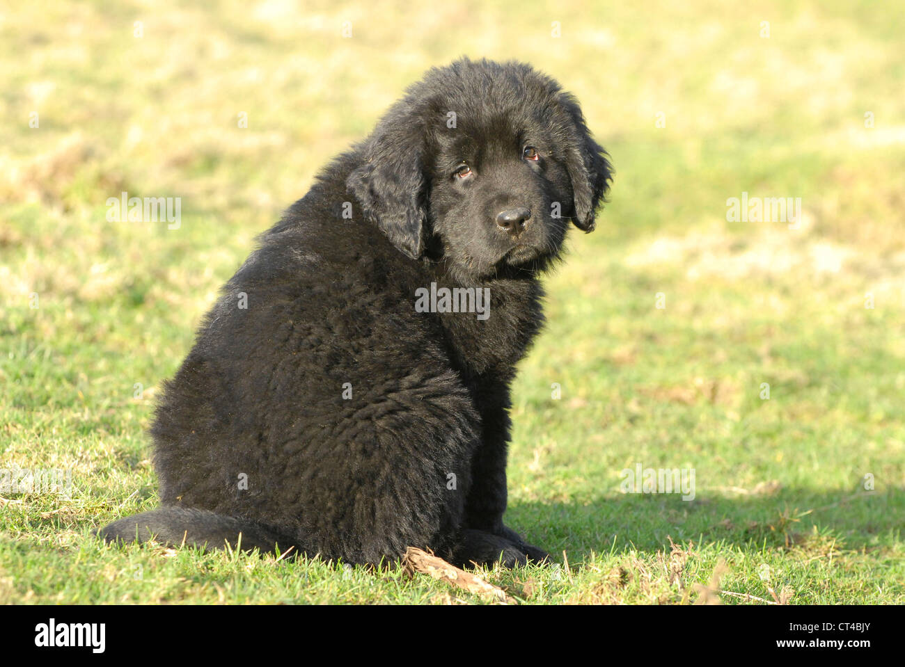 Newfounland hi-res stock photography and images - Alamy