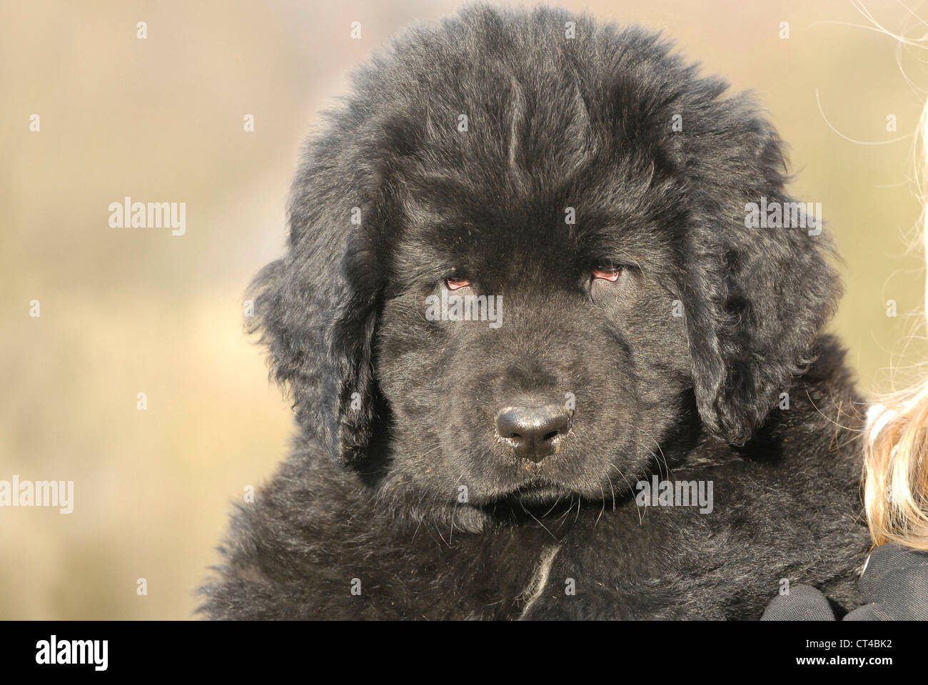 Newfounland dog hi-res stock photography and images - Alamy