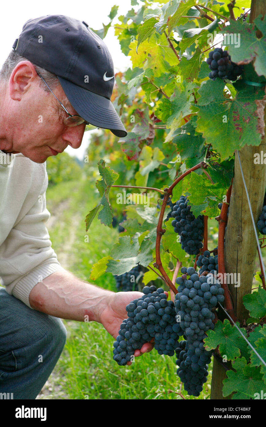 Wine guards hi-res stock photography and images - Alamy