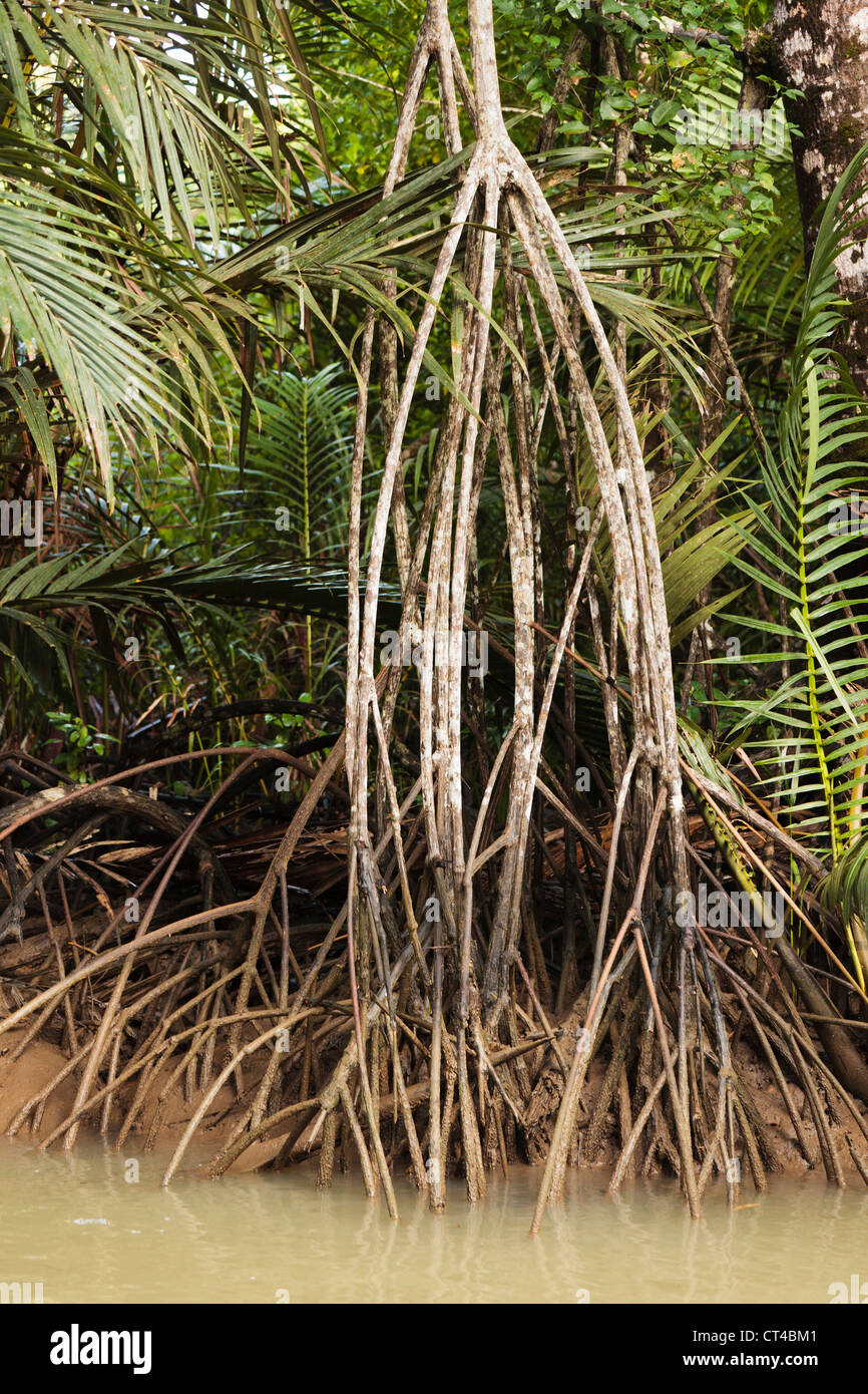 Indonesia, Banten, Java, Ujung Kulon. Close-up of a mangrove in Ujung ...