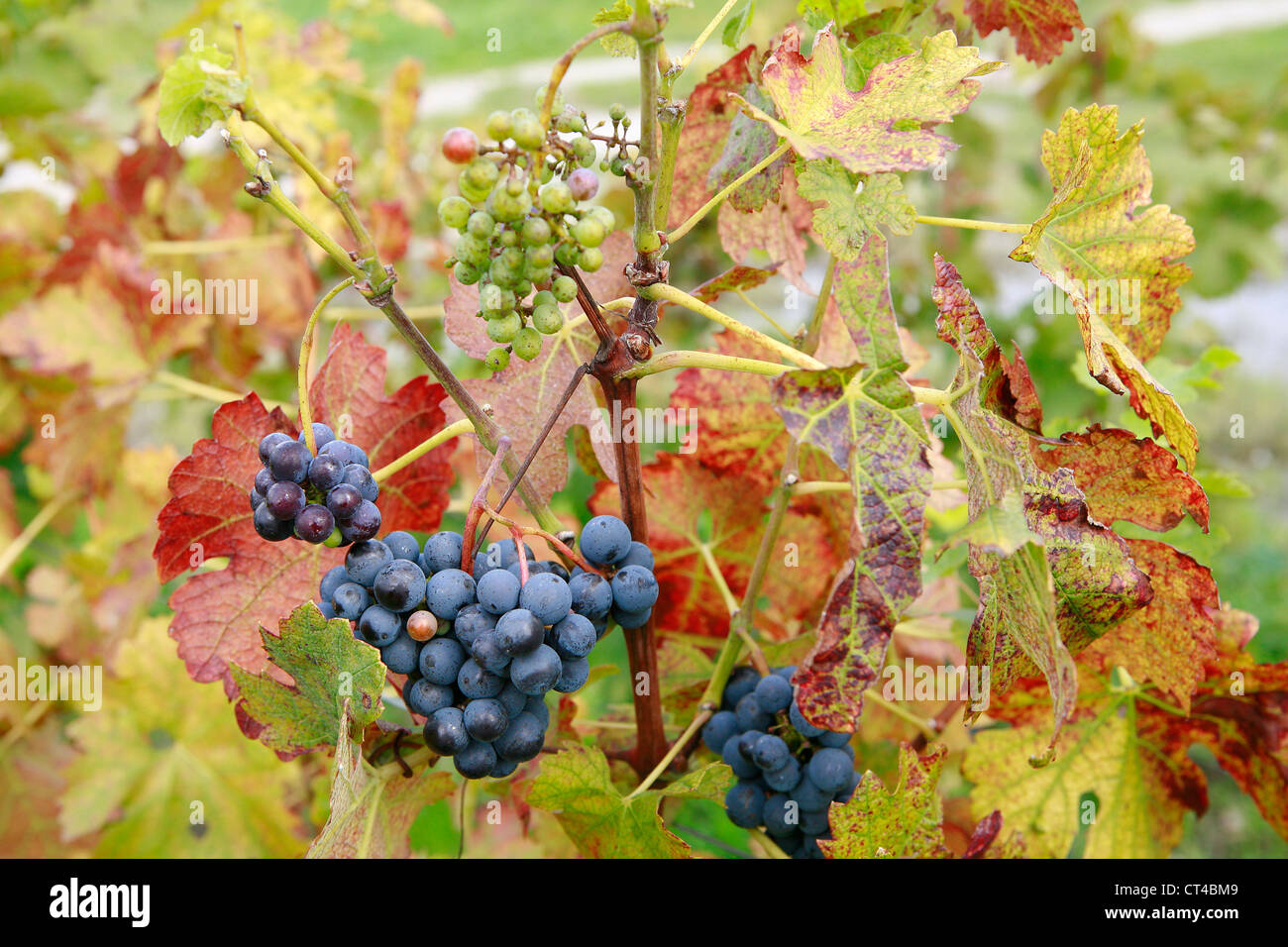 Grapevine Vitis Sp High Resolution Stock Photography and Images - Alamy