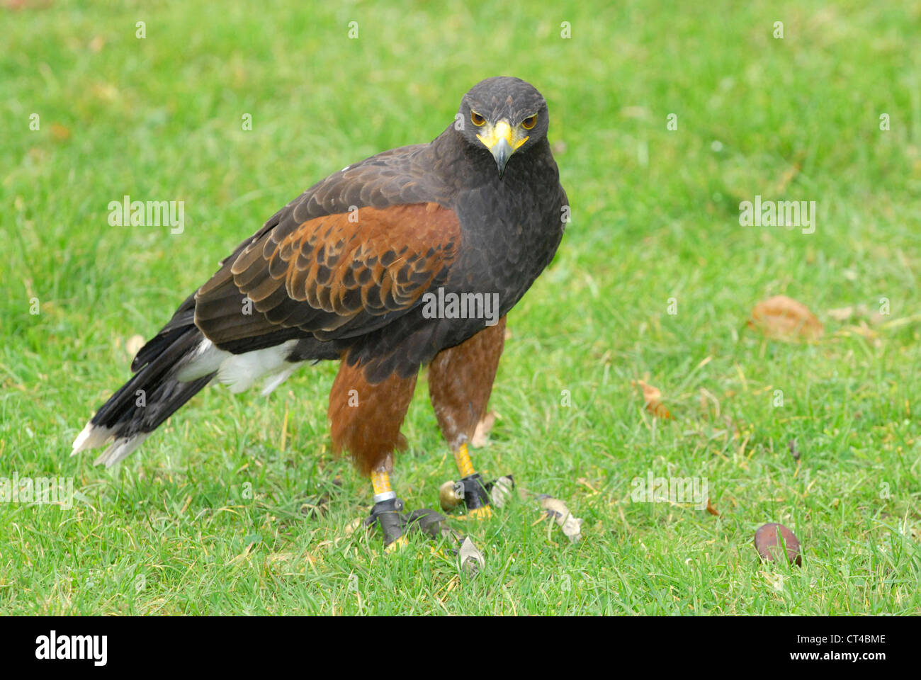 Hawk weed hi-res stock photography and images - Alamy