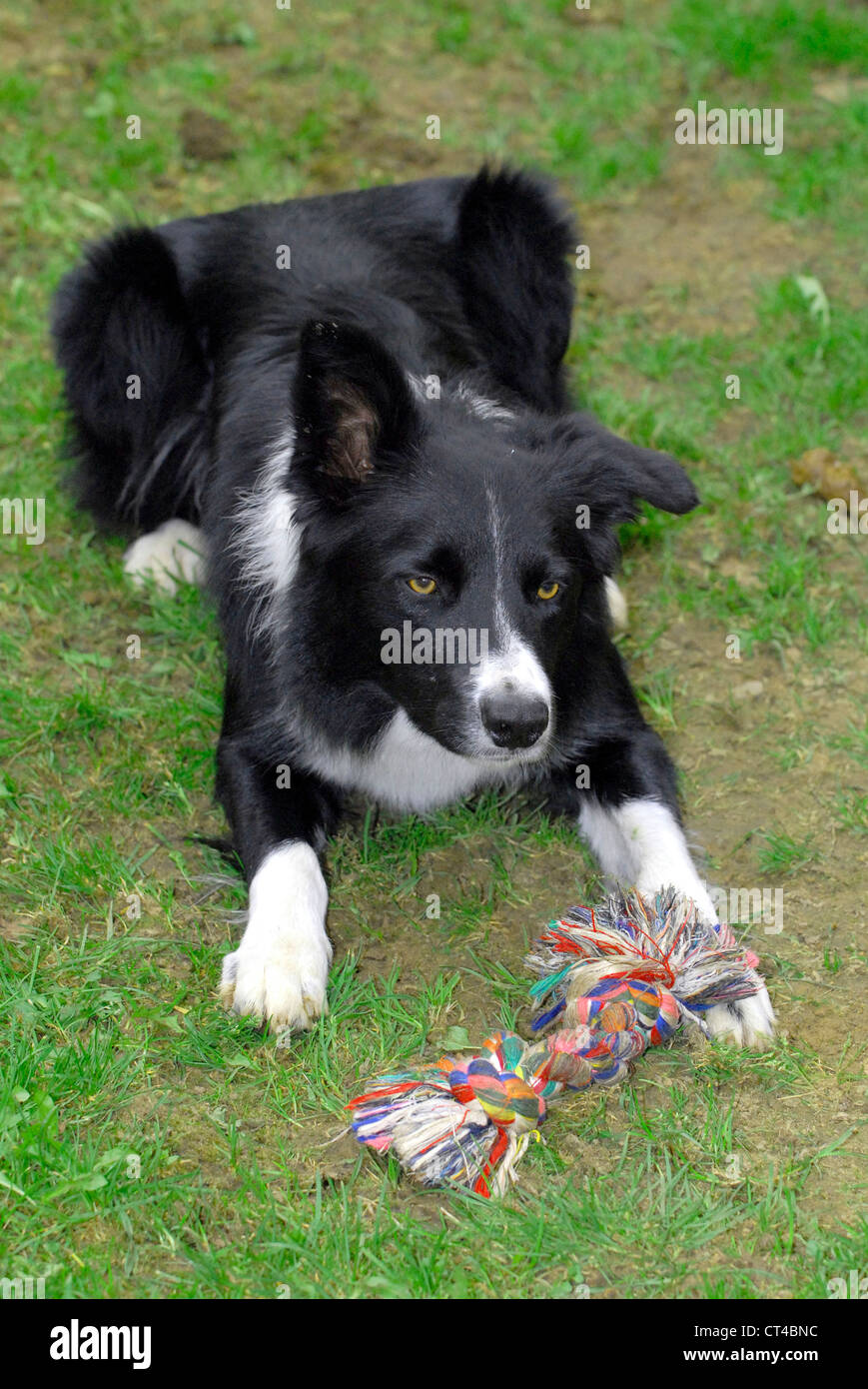 DOG, BORDER COLLIE Stock Photo - Alamy