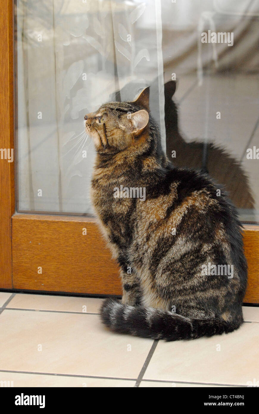 Cat Front Profile