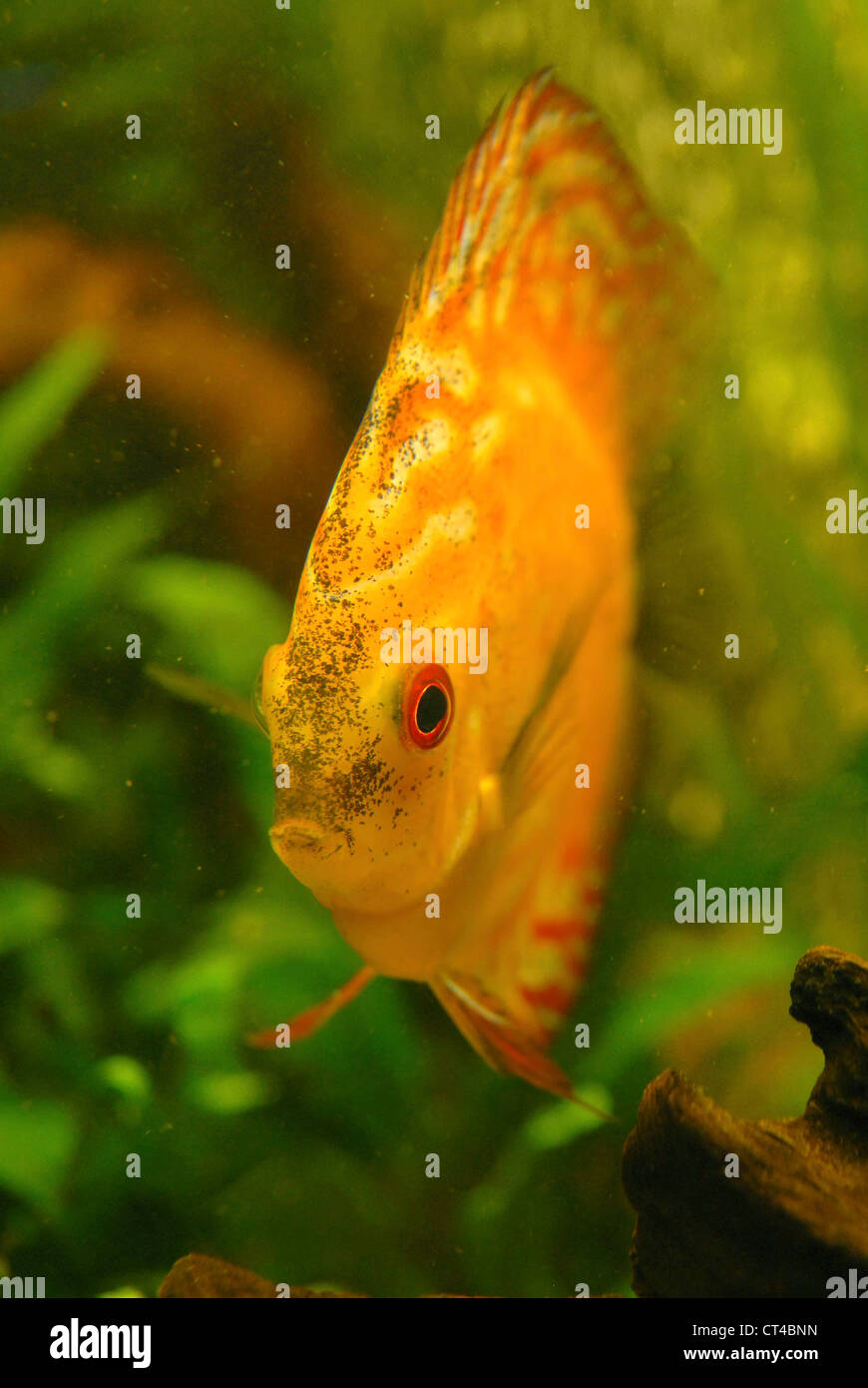 Discus and bowl hi-res stock photography and images - Alamy