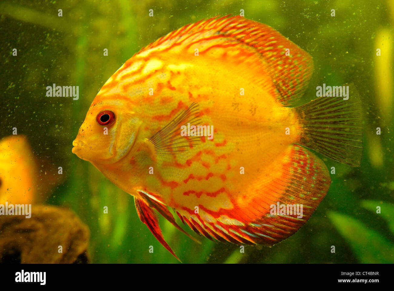 Discus and bowl hi-res stock photography and images - Alamy