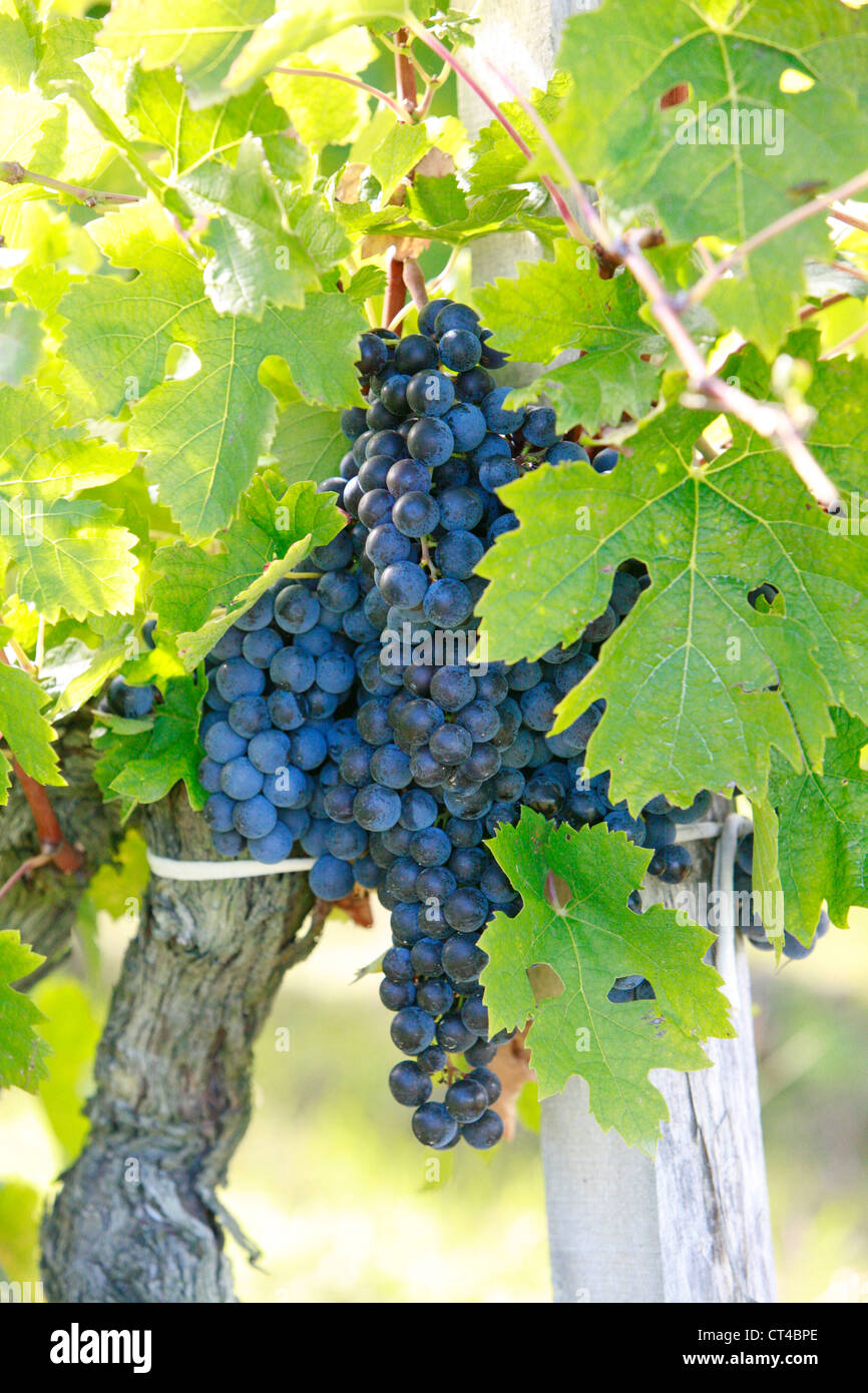 Grapevine Vitis Sp High Resolution Stock Photography and Images - Alamy